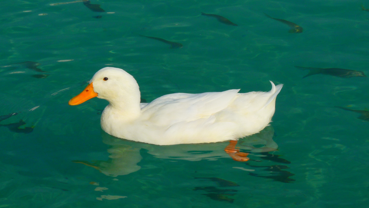 PPP #104: The Duck Syndrome | Pip Decks